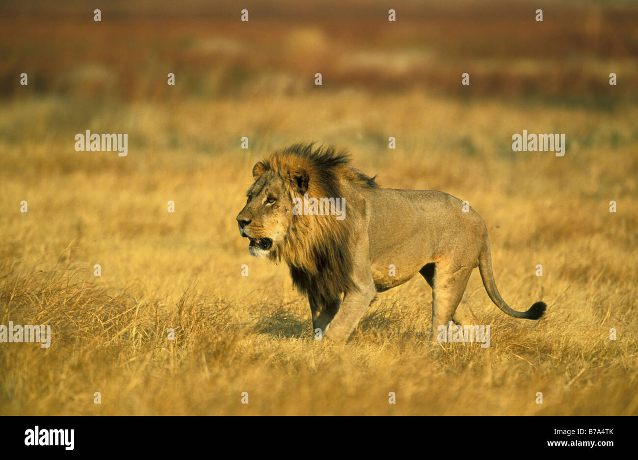 A male lion walking though yellow grass, its mouth slightly open Stock ...