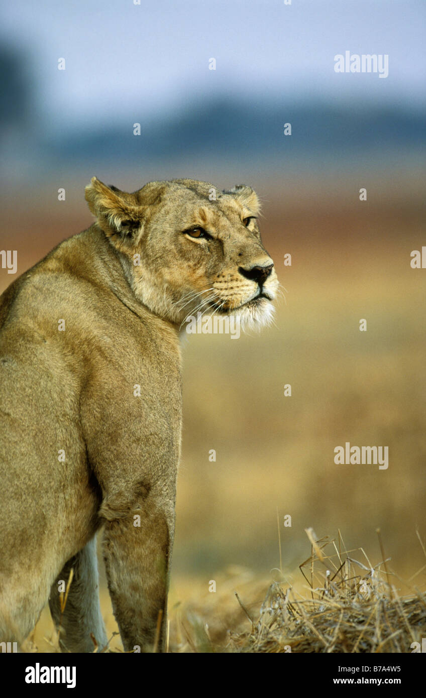 Lioness portrait, looking back over her shoulder Stock Photo - Alamy