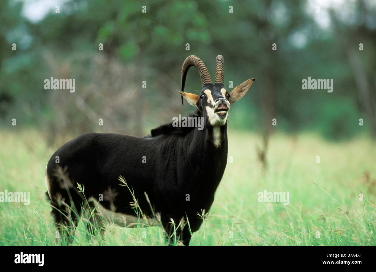 Sable antelope ram hi-res stock photography and images - Alamy