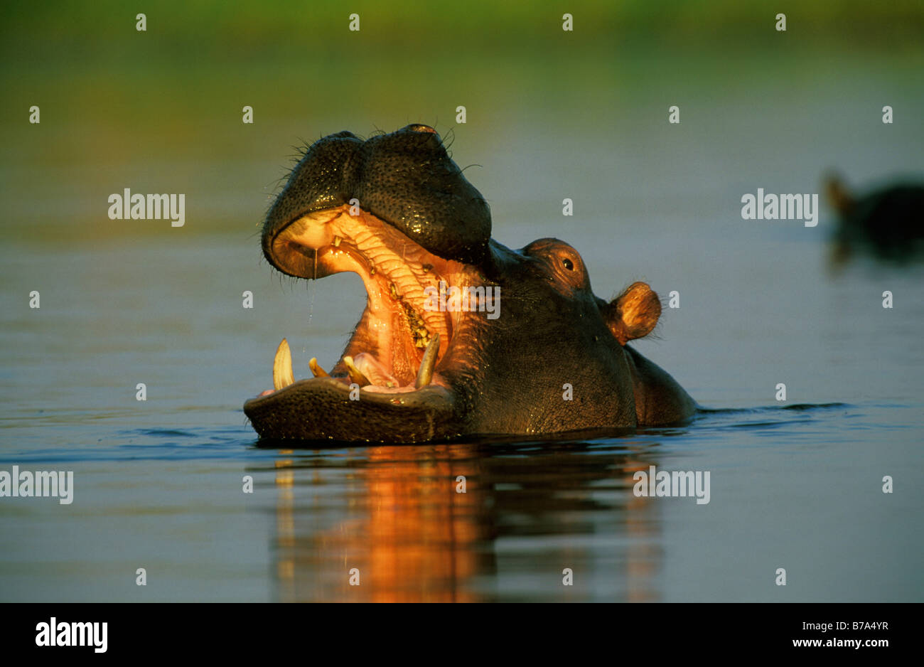 Hippopotamus with mouth open Stock Photo - Alamy