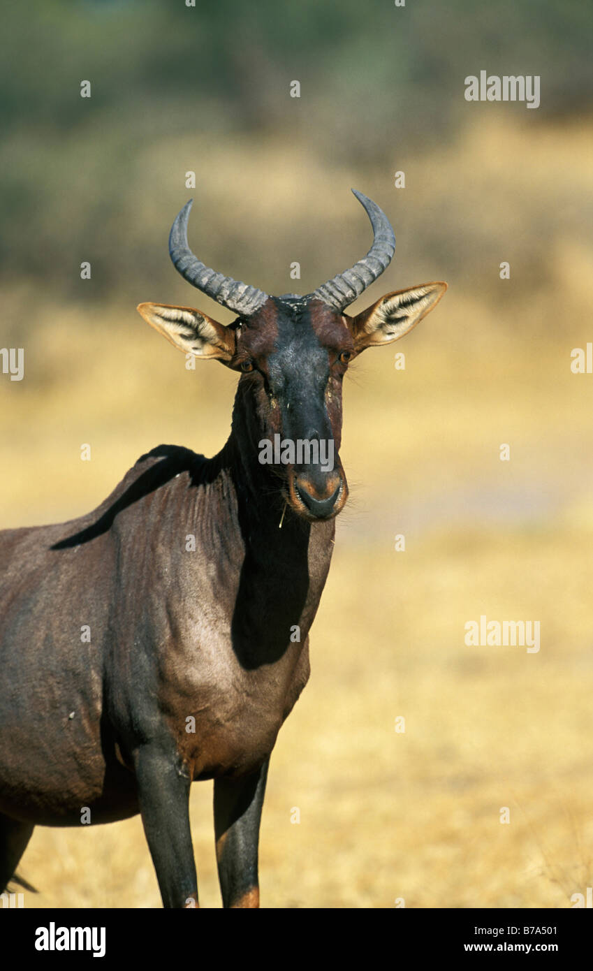 Tsessebe (Topi) portrait Stock Photo - Alamy