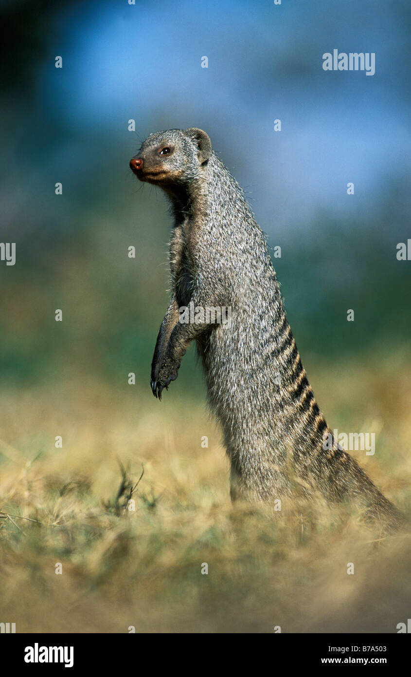 Banded mongoose standing upright to scout for danger Stock Photo - Alamy