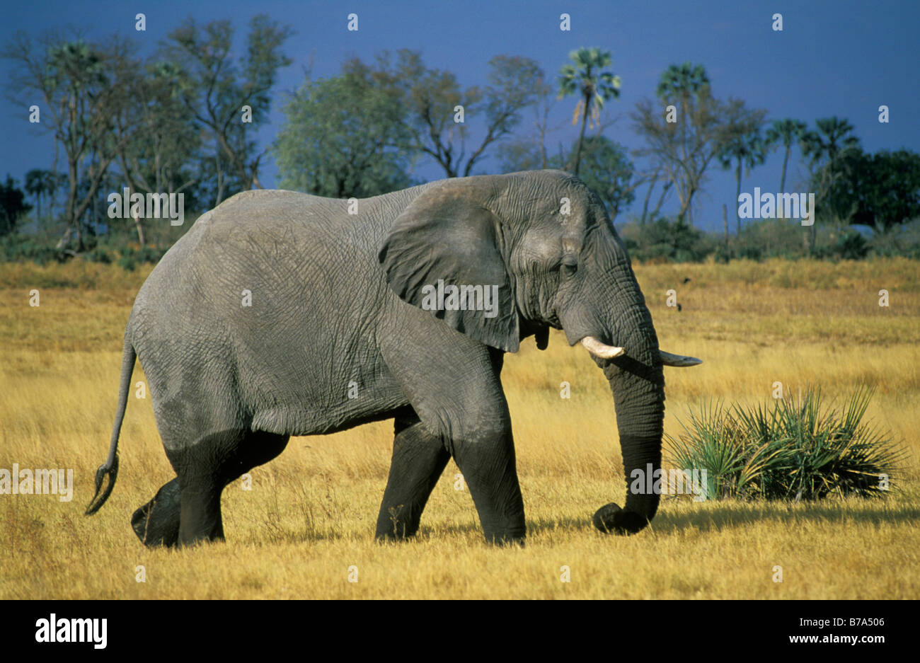 Grey elephant walking hi-res stock photography and images - Alamy