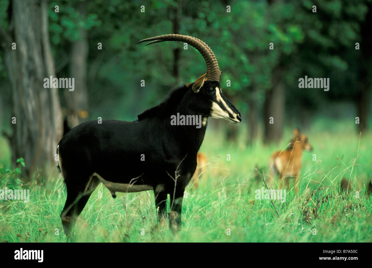 Sable antelope ram hi-res stock photography and images - Alamy