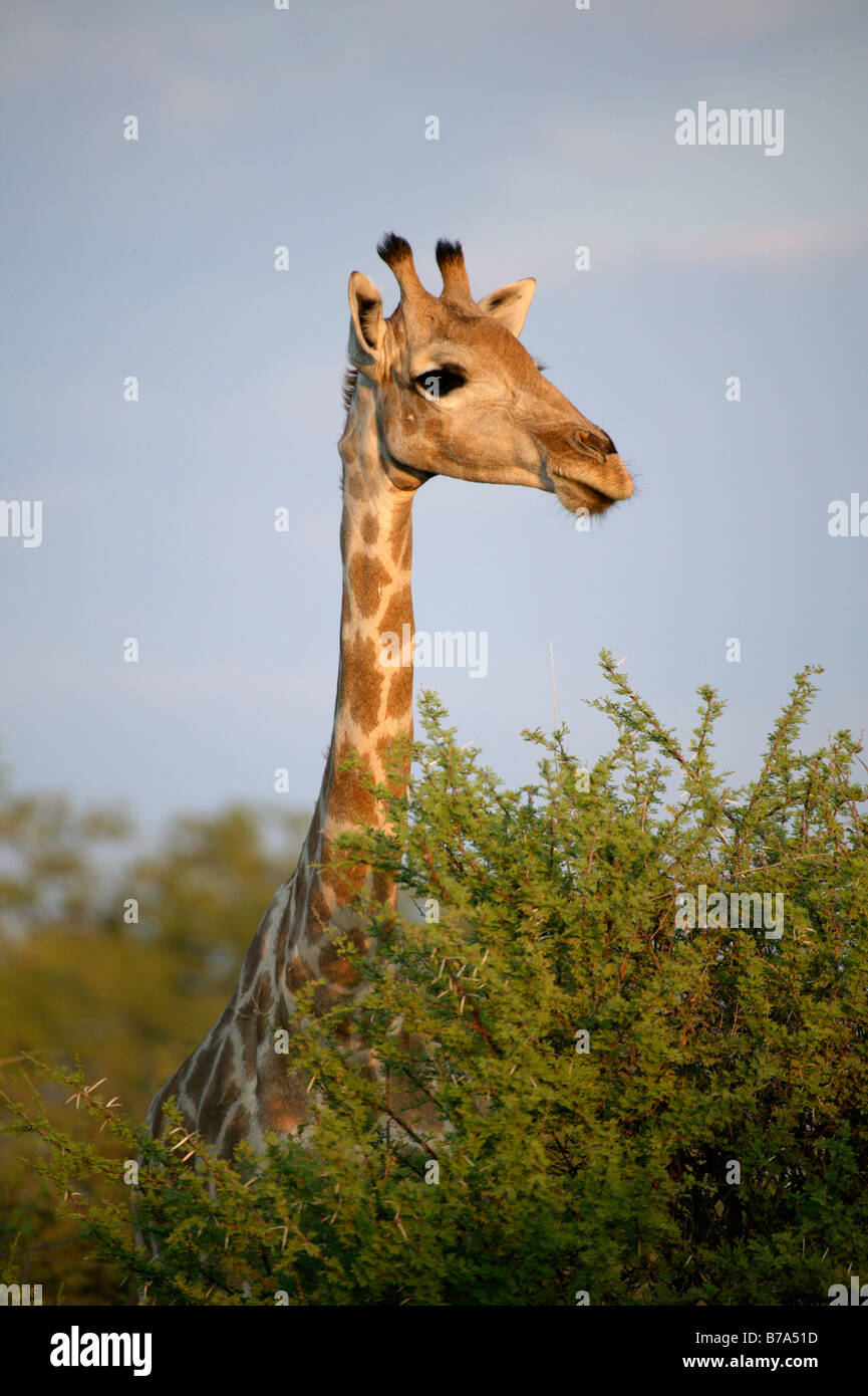 Portrait of a giraffe looking over an Acacia Tree Stock Photo - Alamy