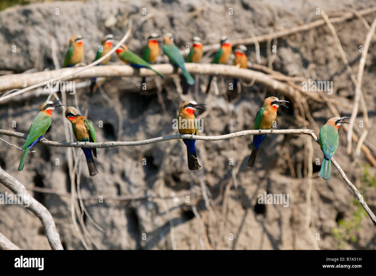 A group of white fronted Bee-Eaters perched at their nesting site in an ...