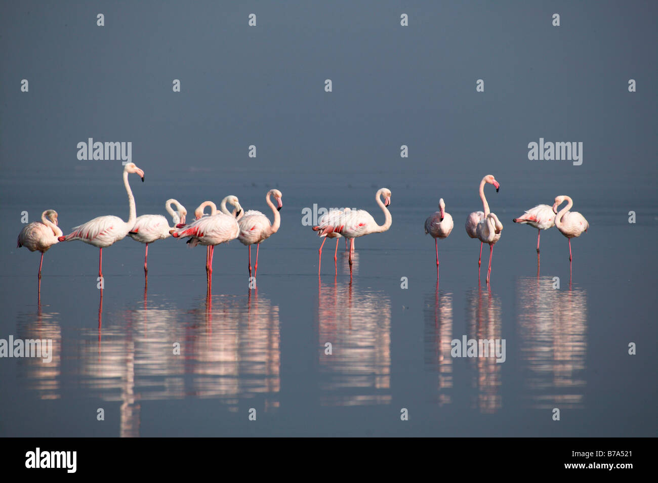 Flamingos in a row hi-res stock photography and images - Alamy