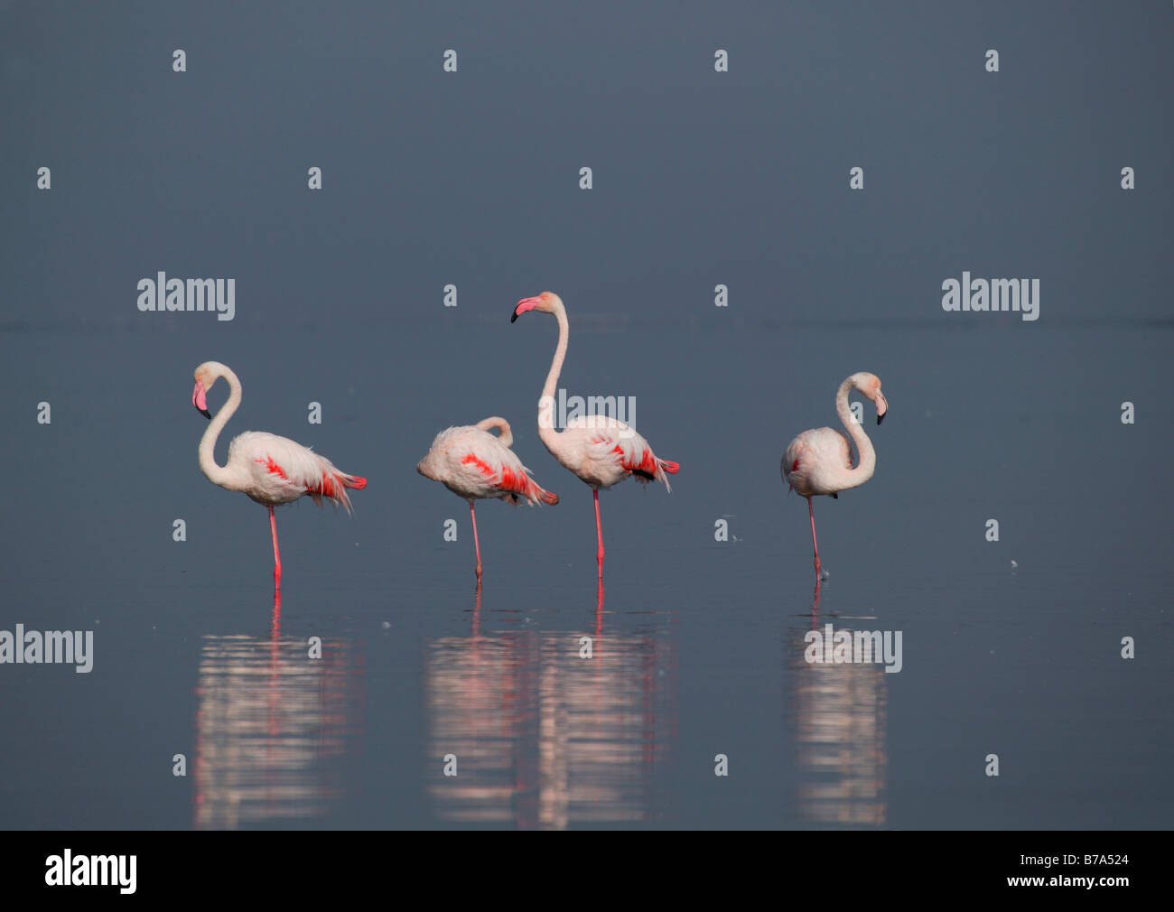 Flamingos in a row hi-res stock photography and images - Alamy