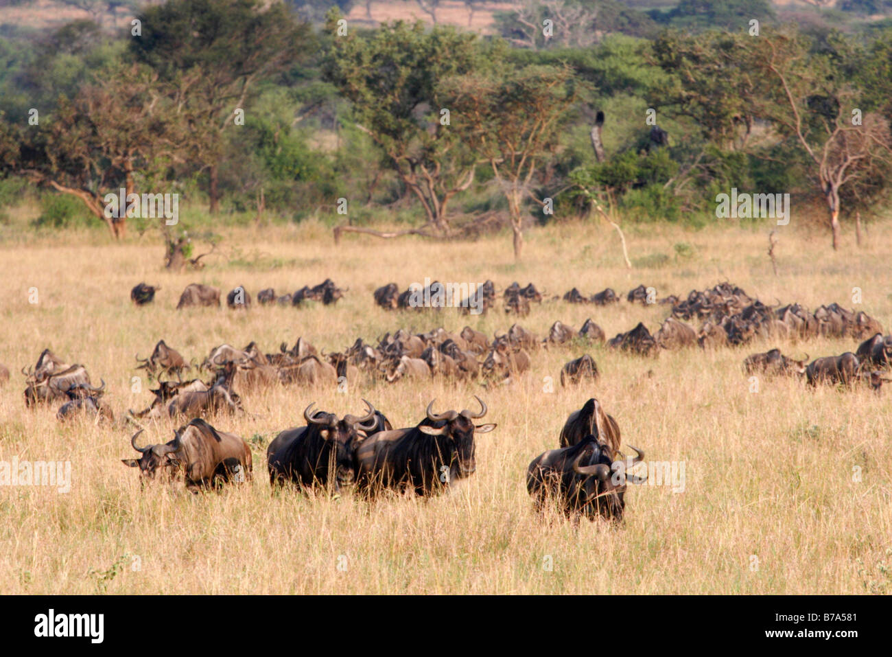 Blue wildebeest hi-res stock photography and images - Alamy