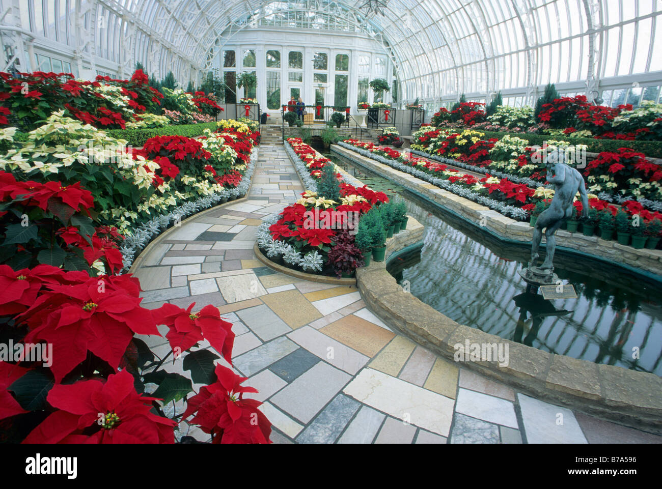 WINTER BLOOM DISPLAY OF POINSETTIAS AT THE COMO PARK CONSERVATORY IN ST ...