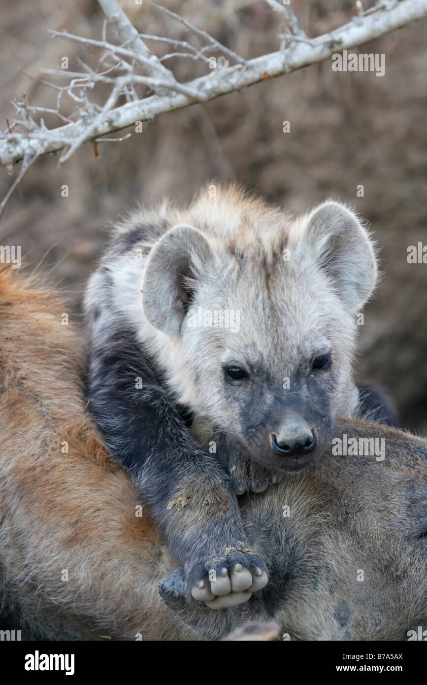 Portrait of a spotted hyaena cub with its forepaws draped over its ...