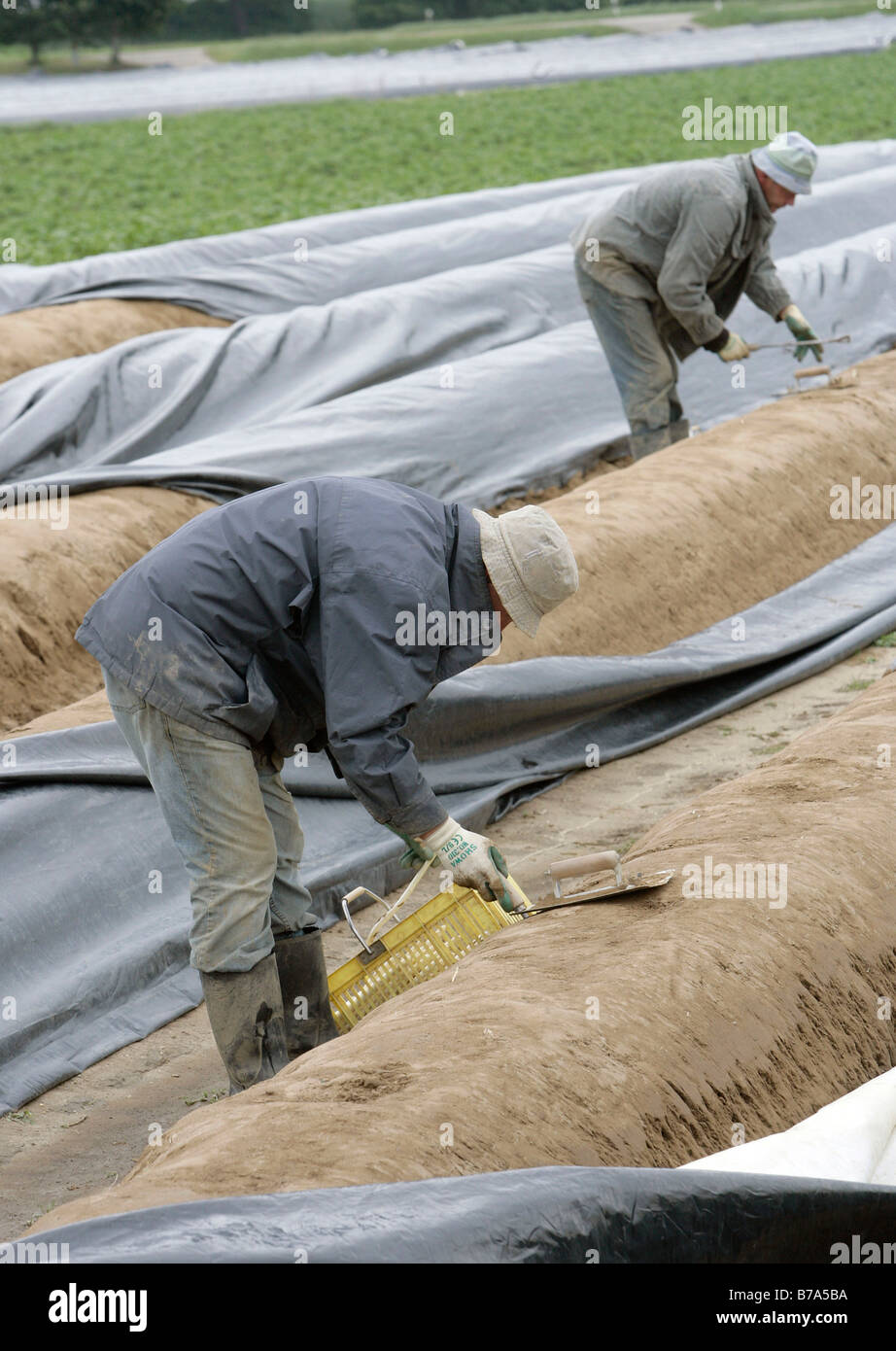 Vegetable harvest laborers hi-res stock photography and images - Alamy