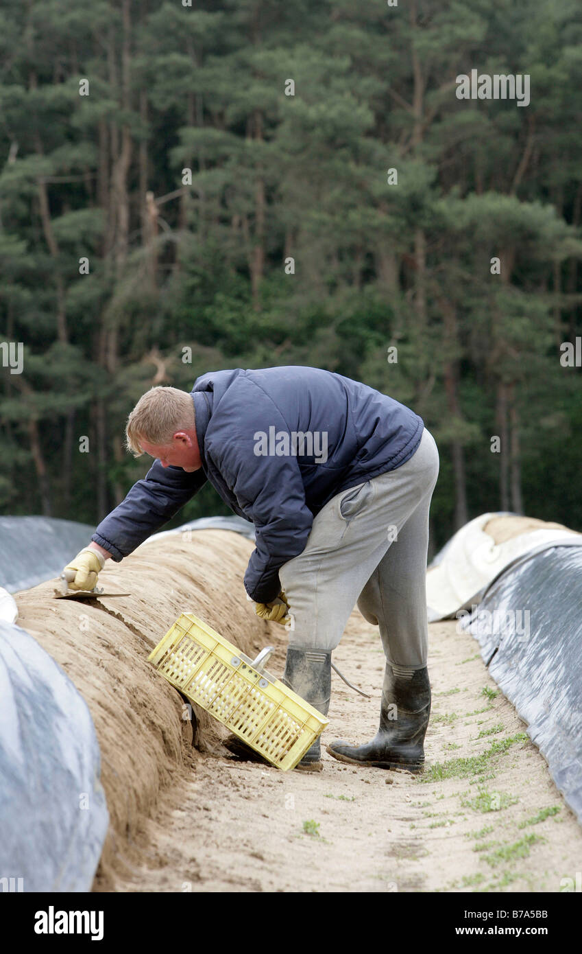 Polish agriculture hi-res stock photography and images - Alamy