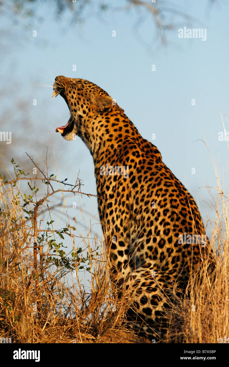 Male leopard yawning while seated upright Stock Photo - Alamy
