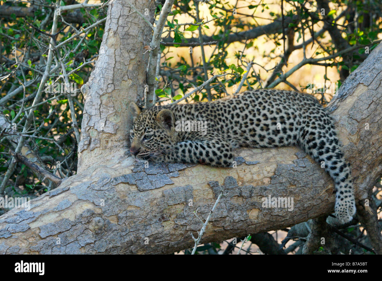 A leopard cub resting on a fallen log Stock Photo - Alamy