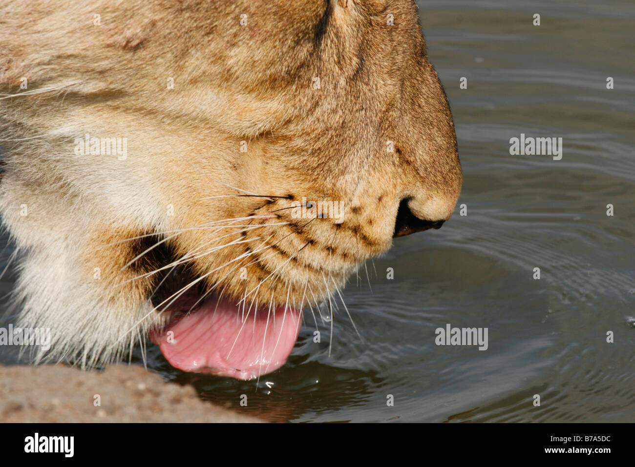A close-up photo of a lioness lapping water with its tongue Stock Photo ...