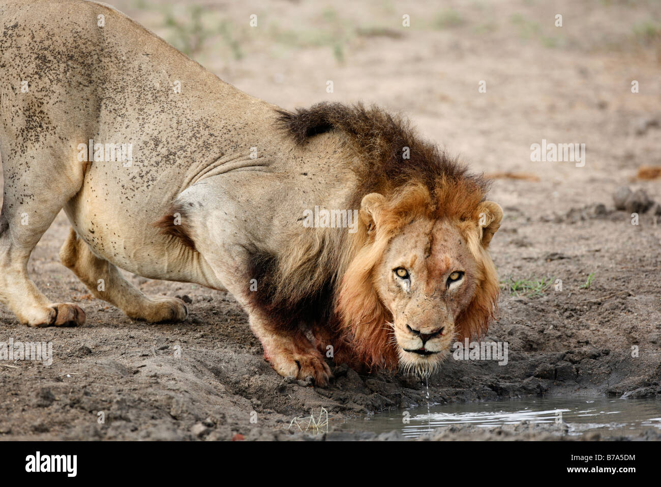 Fat lion hi-res stock photography and images - Alamy