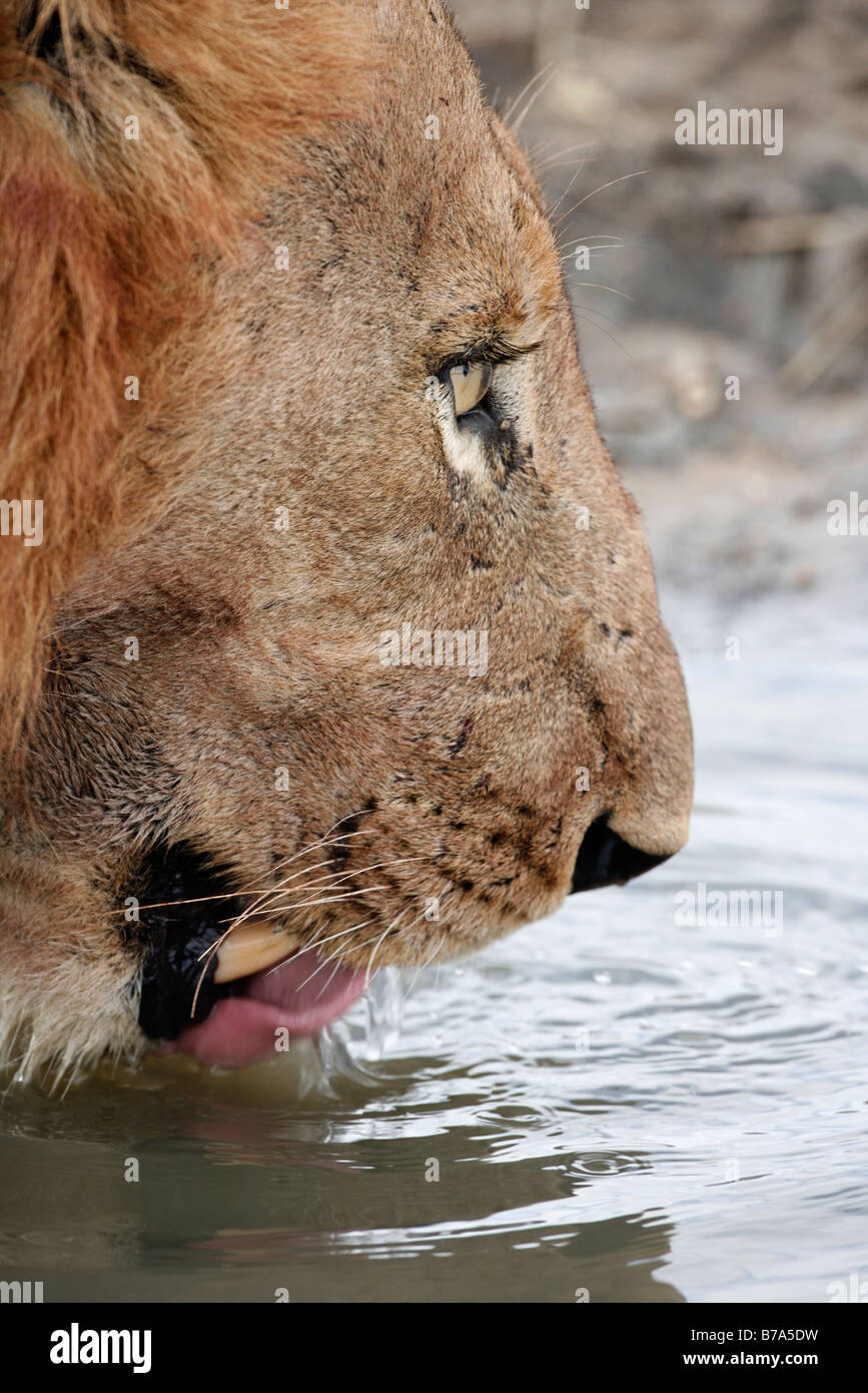 Tight portrait of a male lion drinking Stock Photo - Alamy