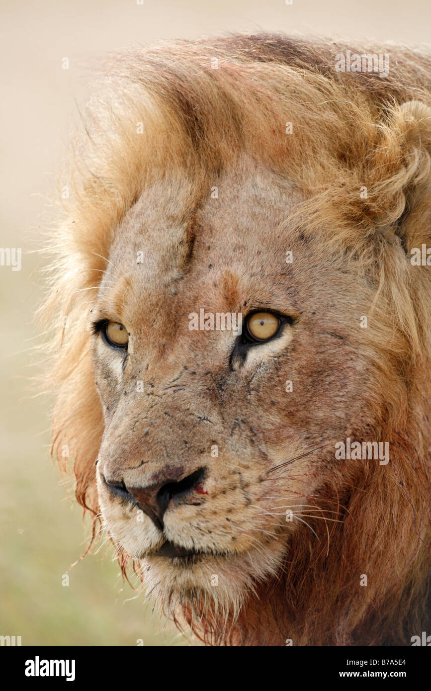 Male lion eyes hi-res stock photography and images - Alamy