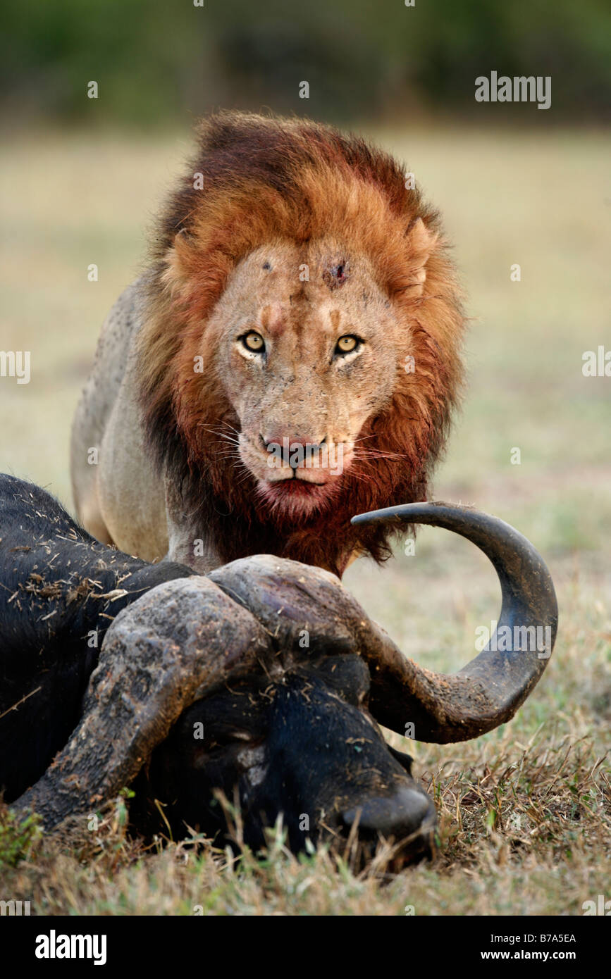 Lion Kill Buffalo Stock Photos & Lion Kill Buffalo Stock Images - Alamy