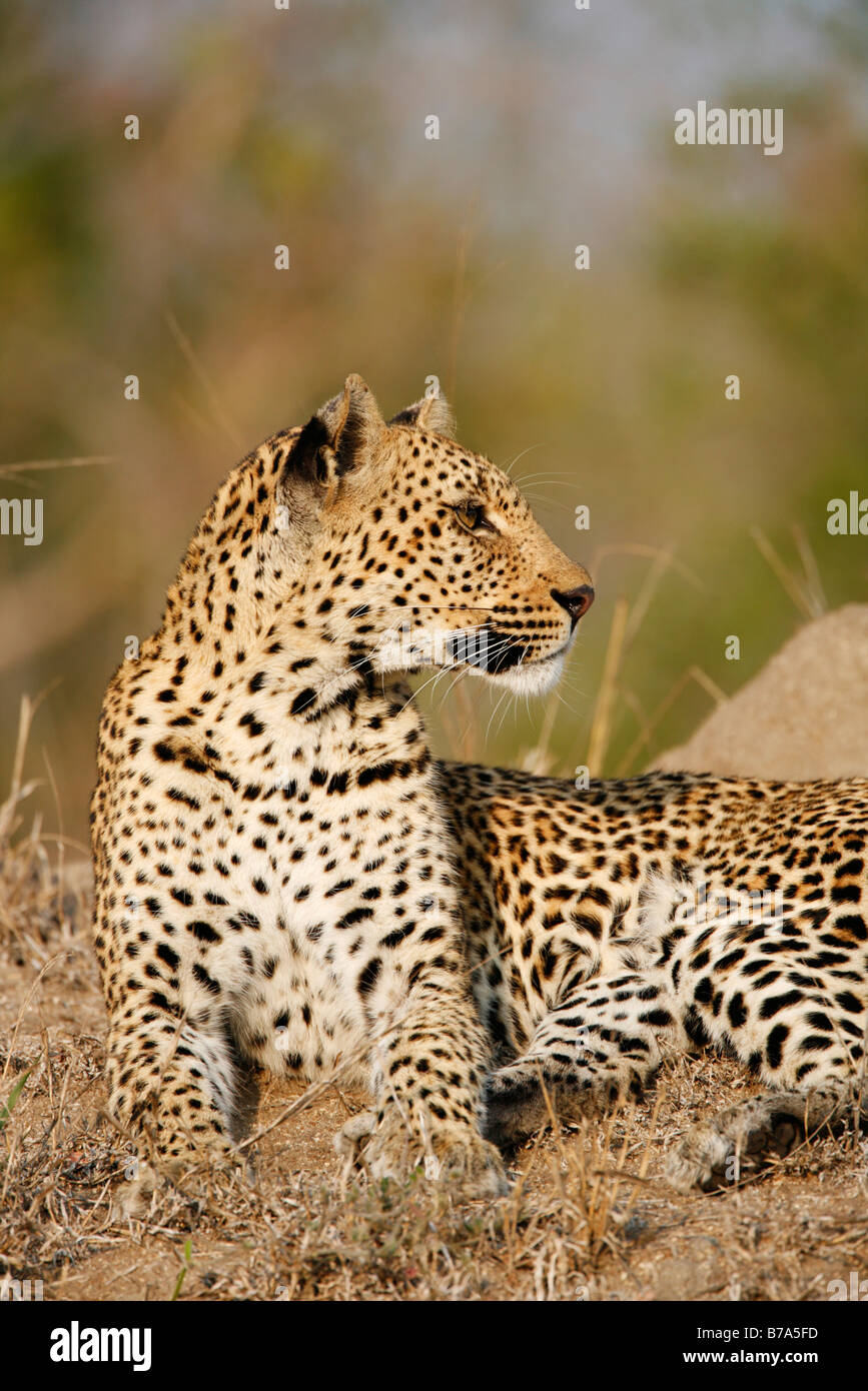 Pelt of a leopard hi-res stock photography and images - Alamy