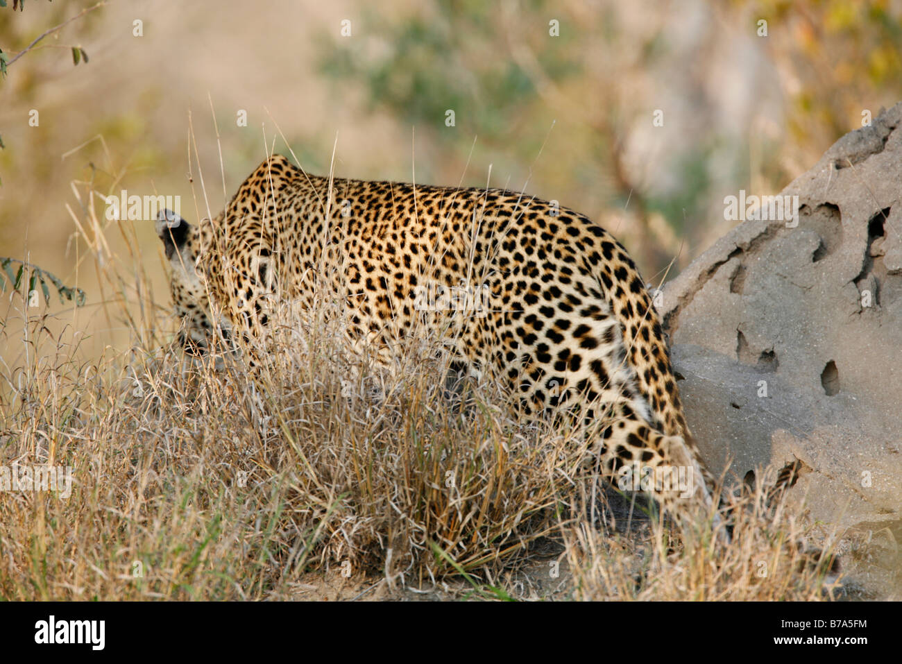 A female leopard on the hunt stalking past an anthill staring intently ...