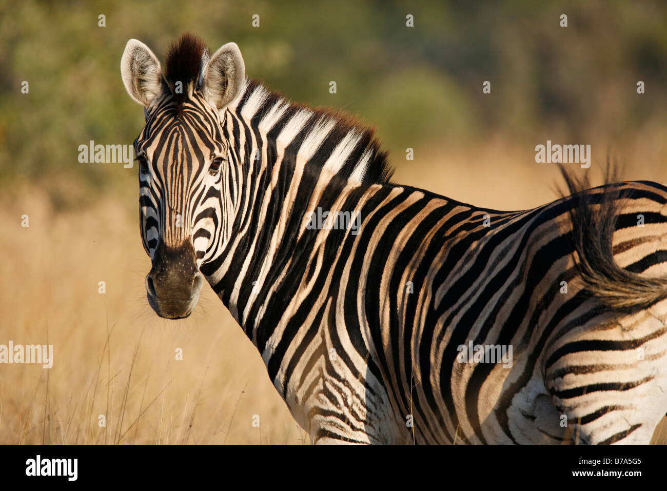 Portrait of Burchell's zebra turning to look at the camera Stock Photo ...