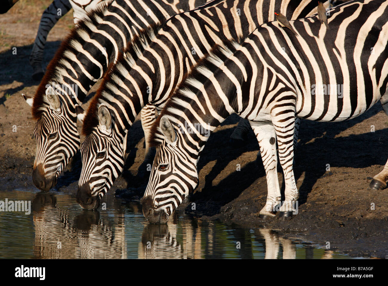 Zebra trio hi-res stock photography and images - Alamy
