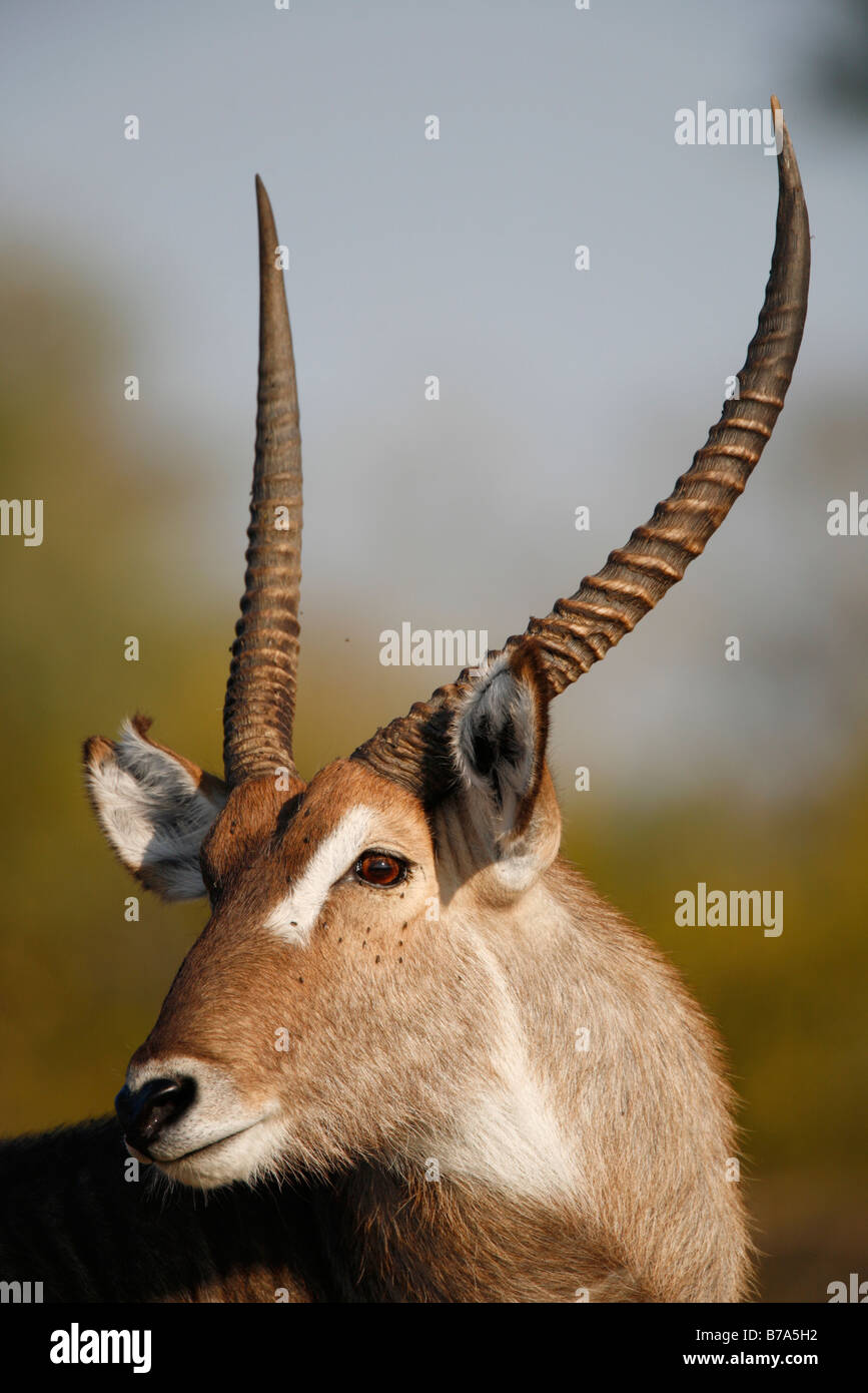 Waterbuck head hi-res stock photography and images - Alamy