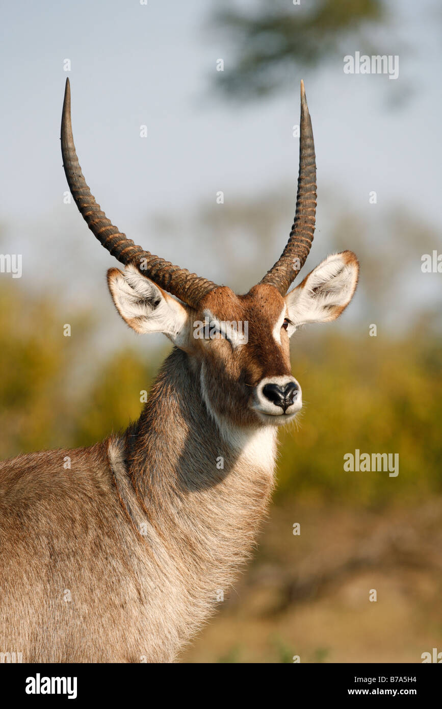 Waterbuck head hi-res stock photography and images - Alamy