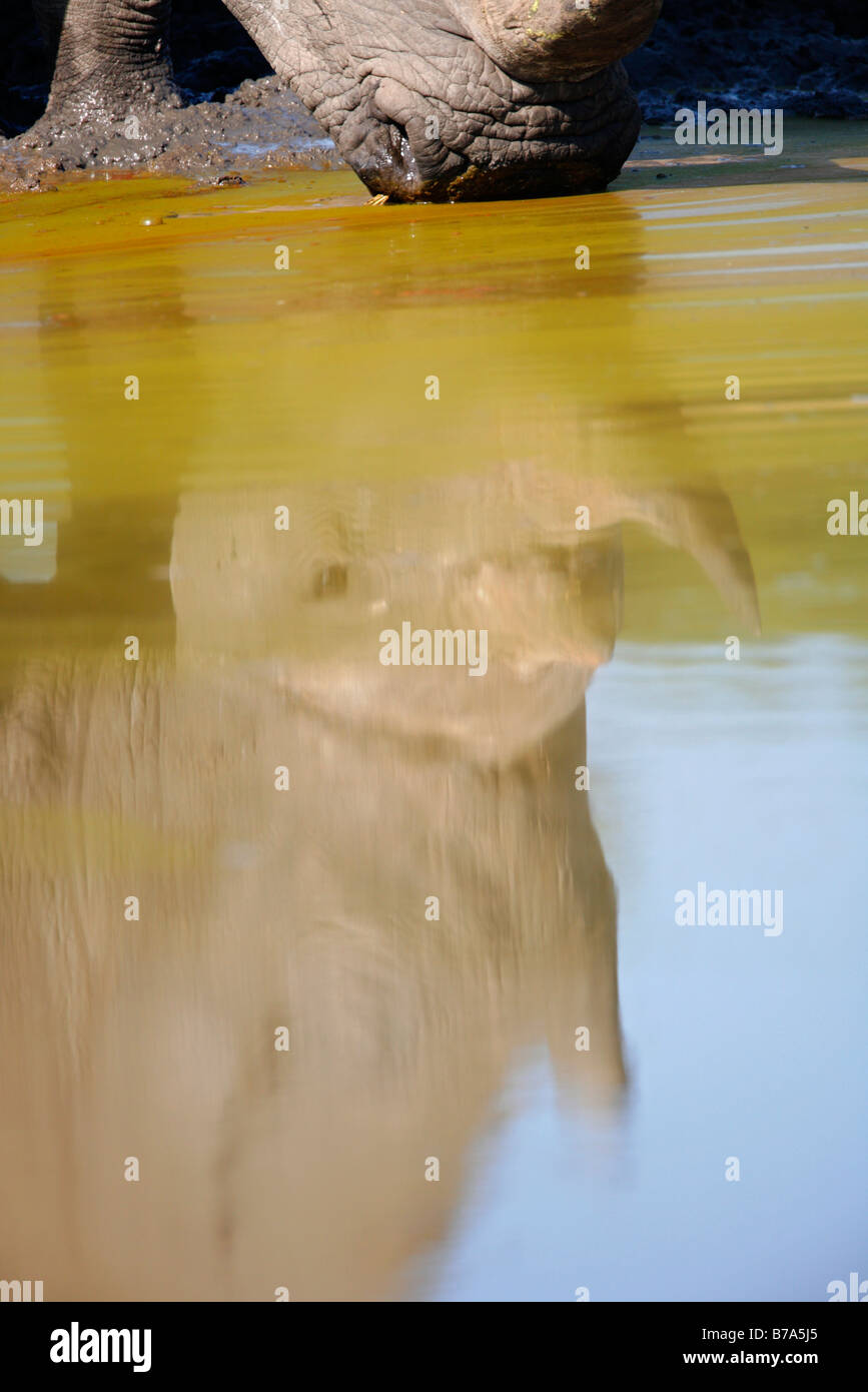 Rhino at watering hole hi-res stock photography and images - Alamy