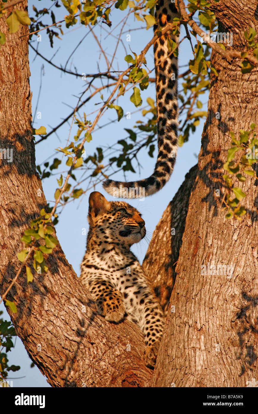 Leopard hanging tree hi-res stock photography and images - Alamy