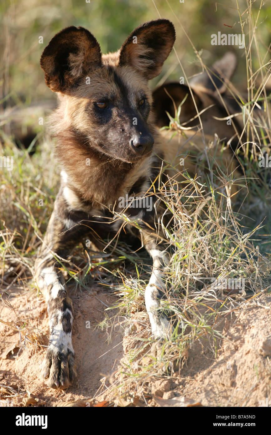 African wild dog portrait hi-res stock photography and images - Alamy