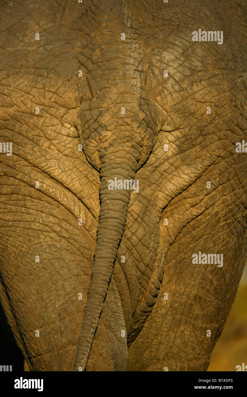 Full-frame rear end of an elephant showing the base of the tail Stock ...