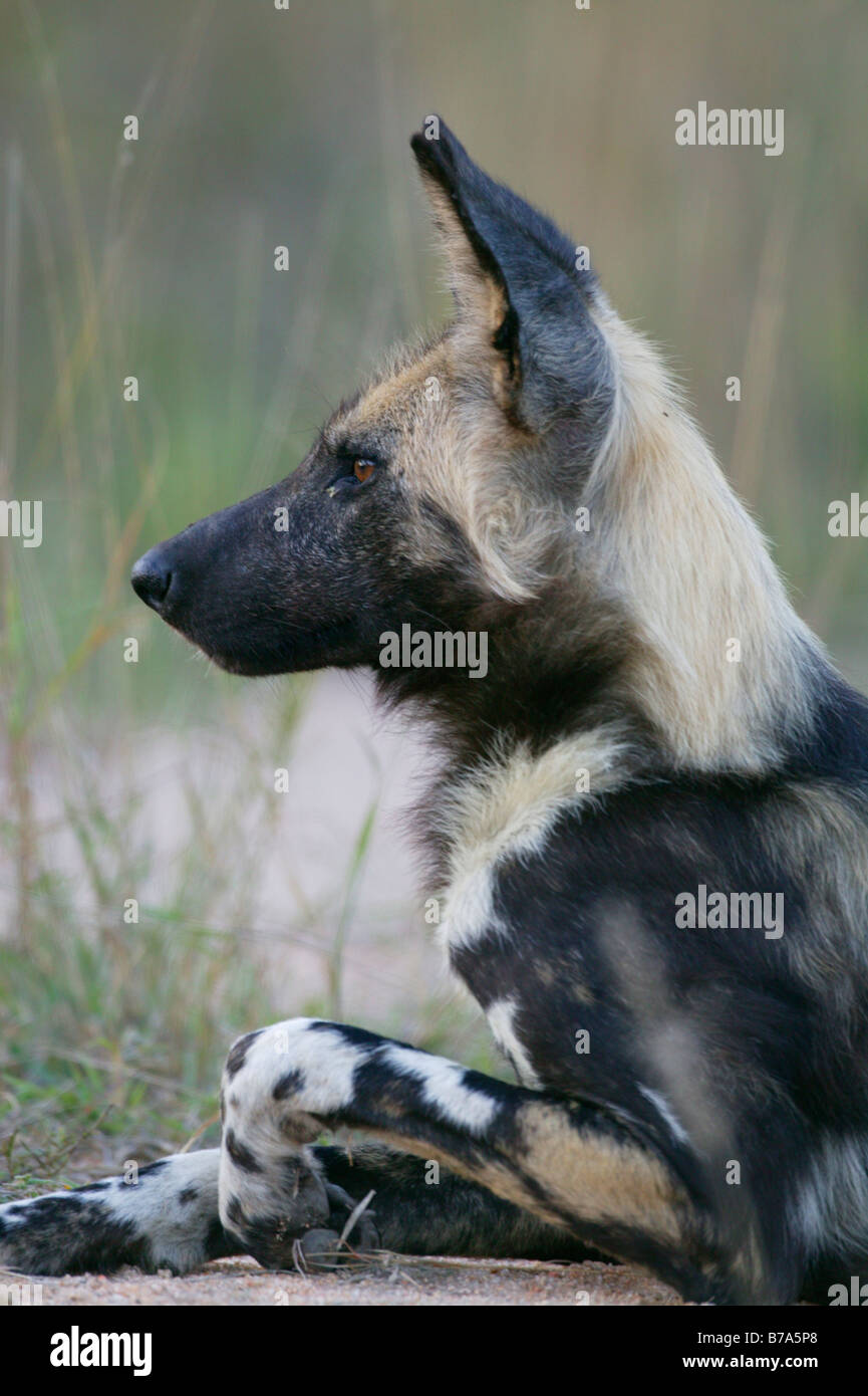 African wild dog profile hi-res stock photography and images - Alamy