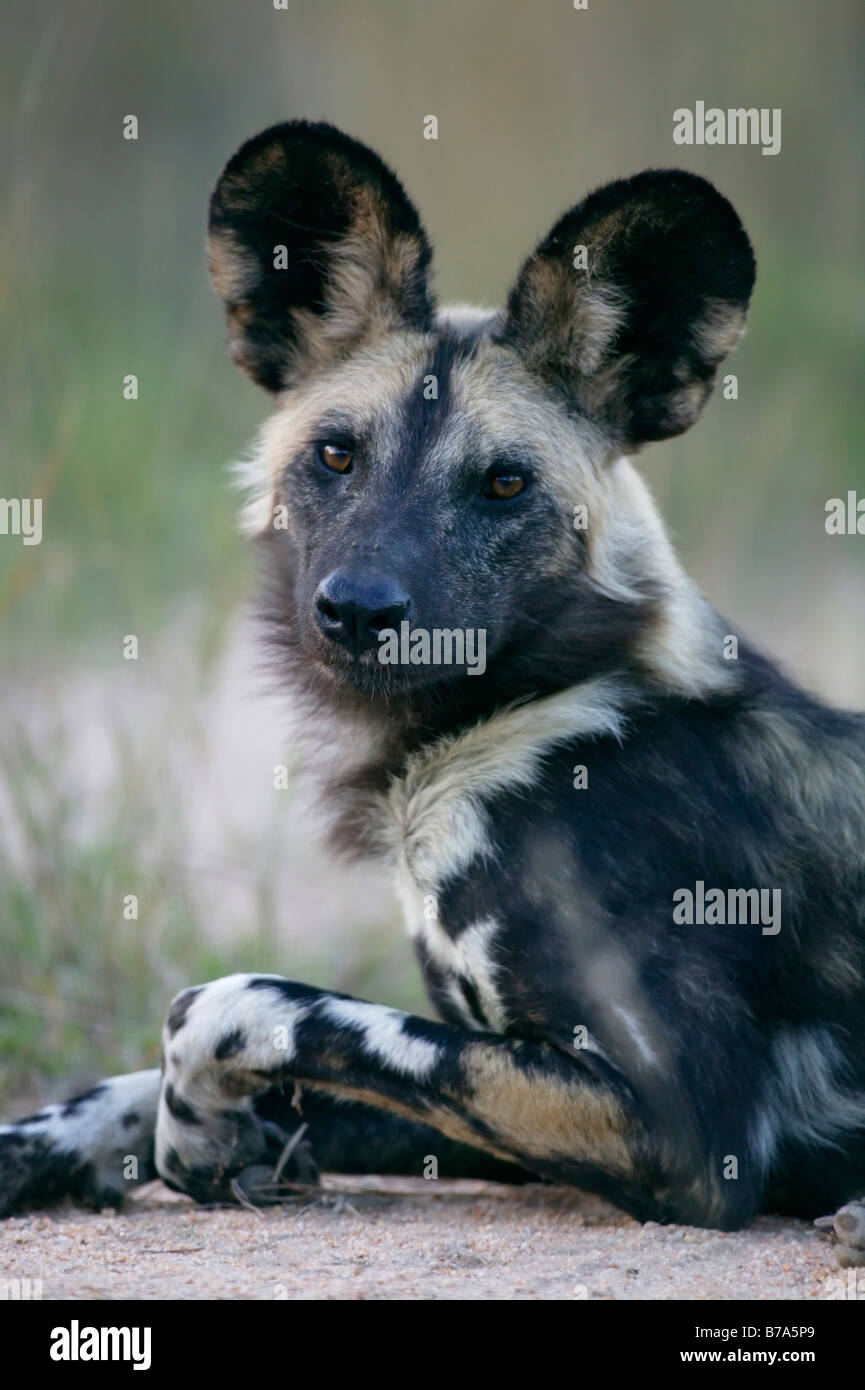 The african wild dog a predator hi-res stock photography and images - Alamy