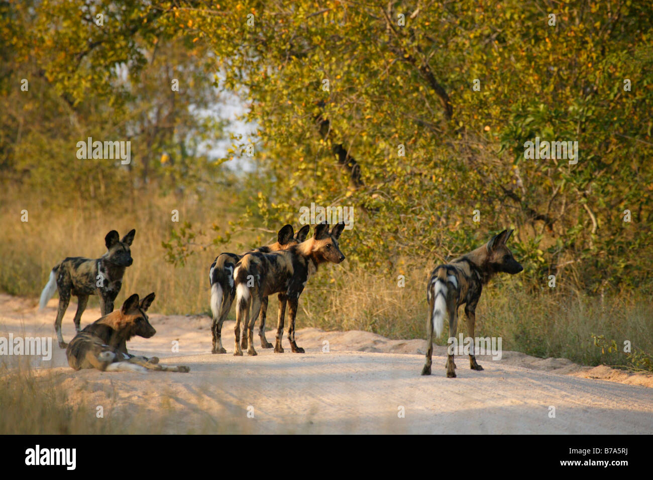 African wild dogs pack High Resolution Stock Photography and Images - Alamy