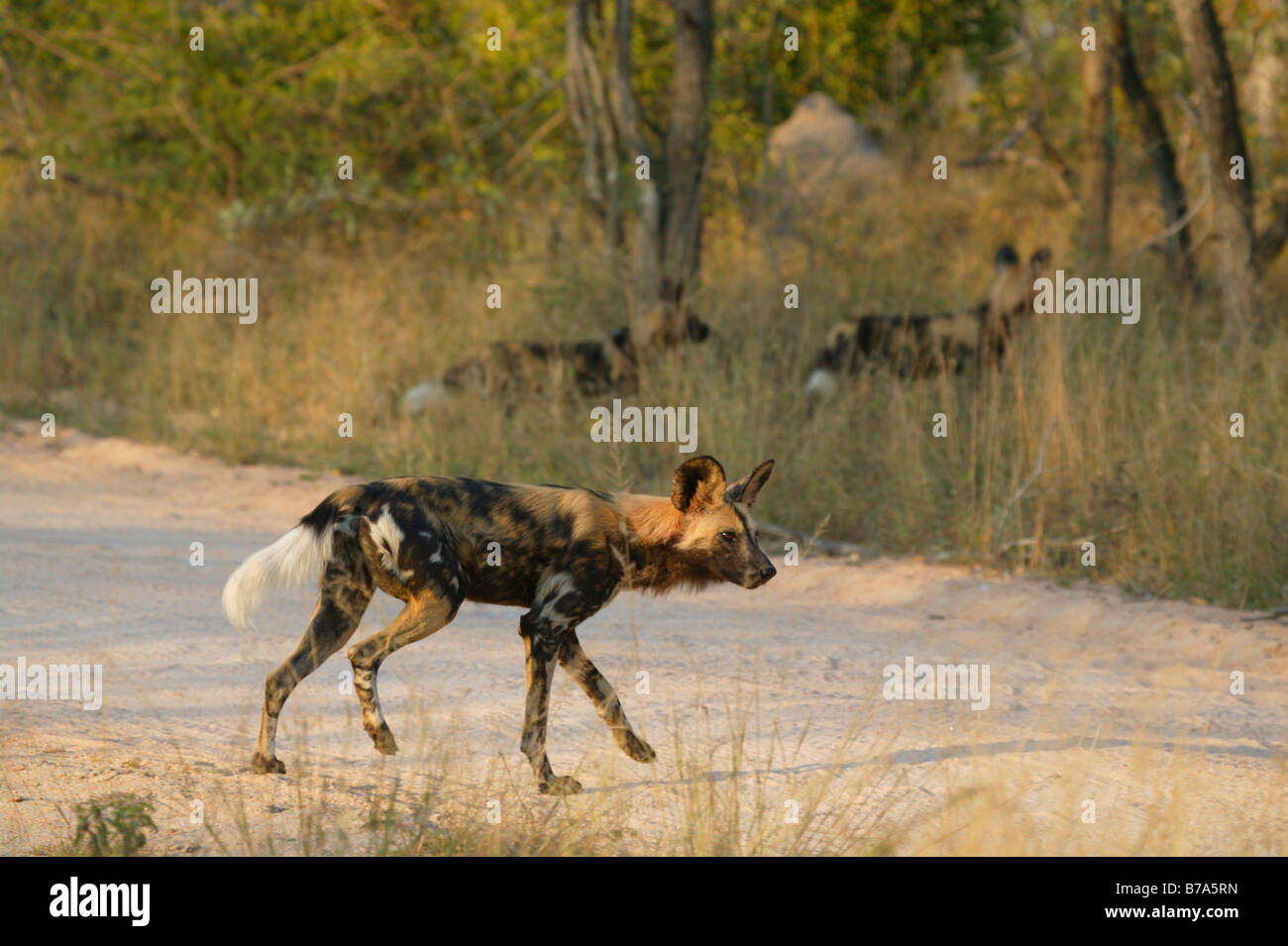 African bush dog hi-res stock photography and images - Alamy