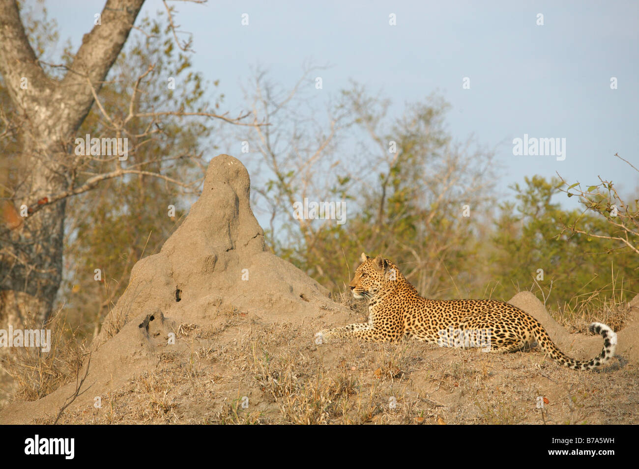A female leopard lying on an ant mound Stock Photo - Alamy