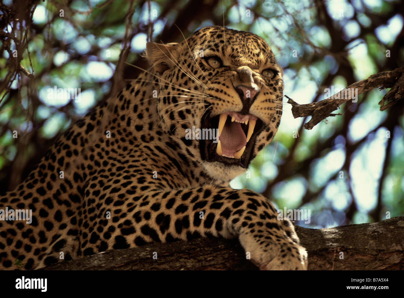 Ferociously hi-res stock photography and images - Alamy
