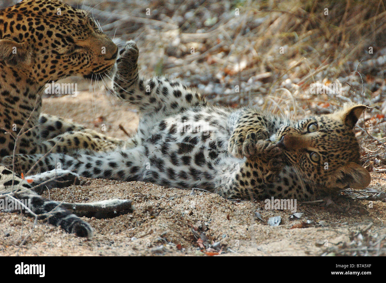African leopard lying on back hi-res stock photography and images - Alamy