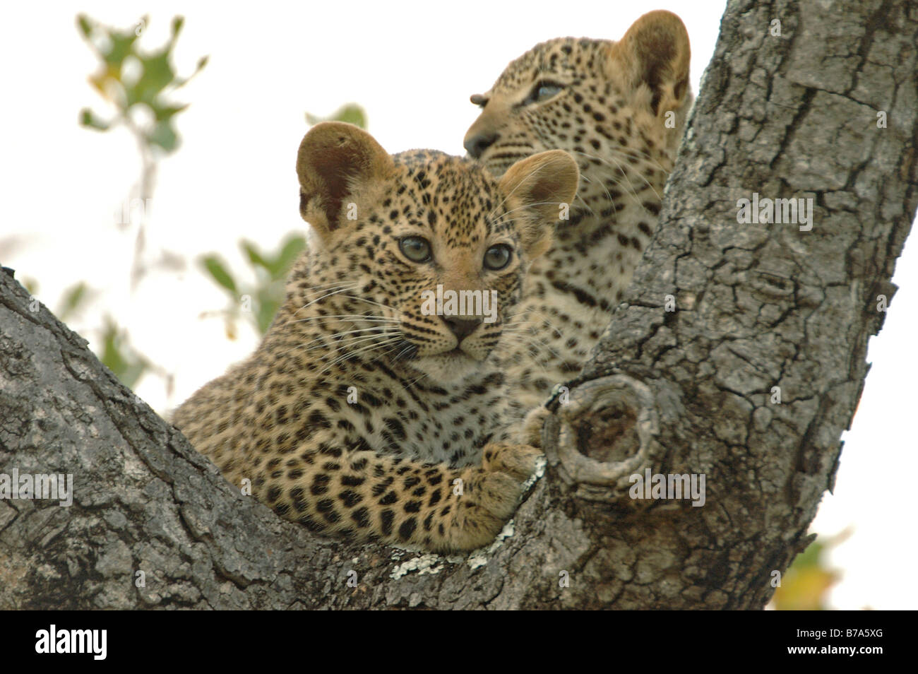 Cubs on a tree hi-res stock photography and images - Alamy