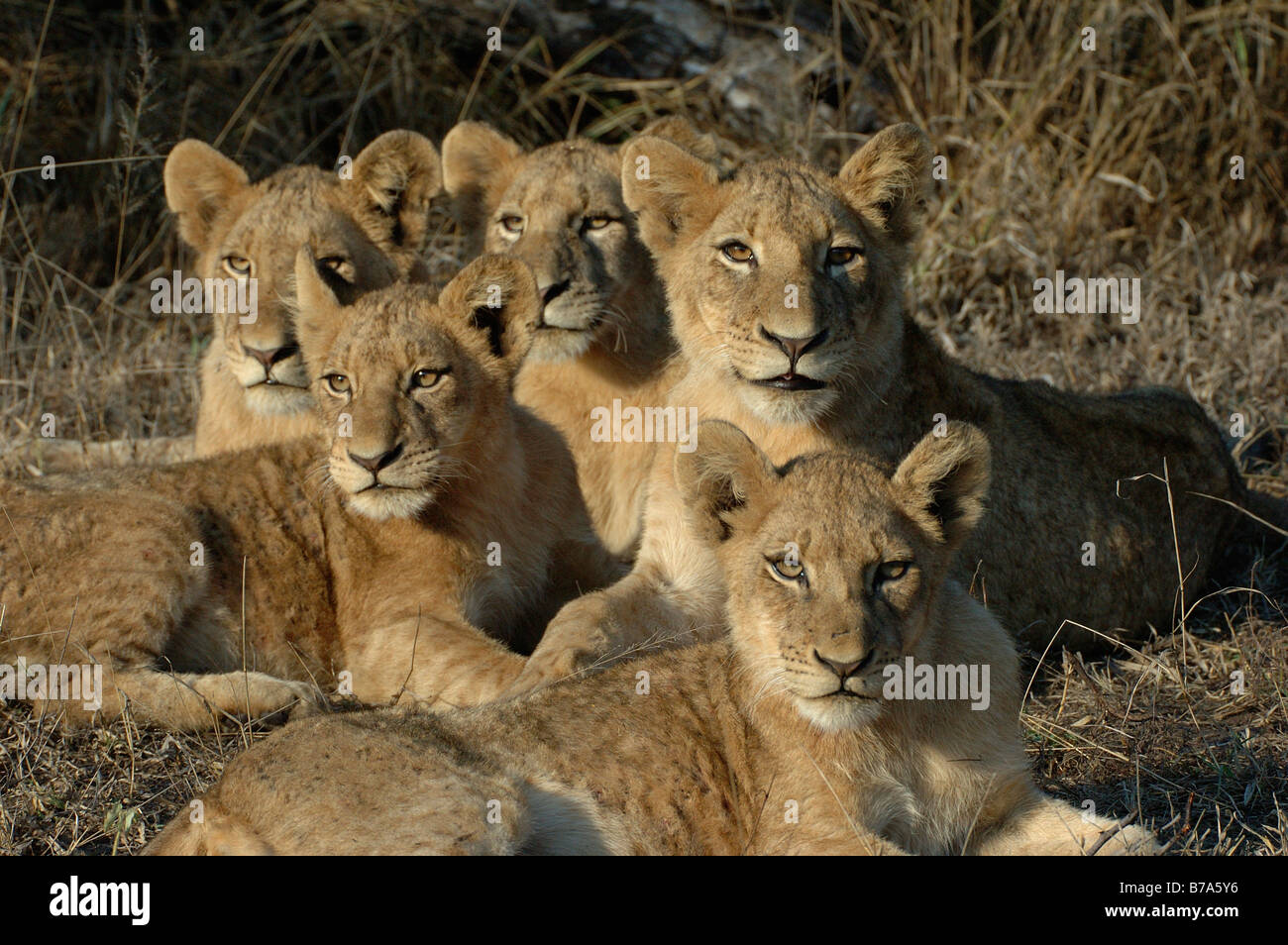 Group of young lions resting together Stock Photo - Alamy