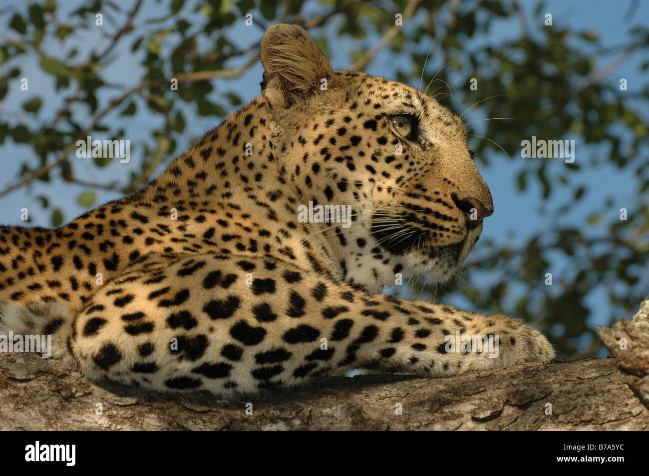 Leopard resting in a tree Stock Photo - Alamy