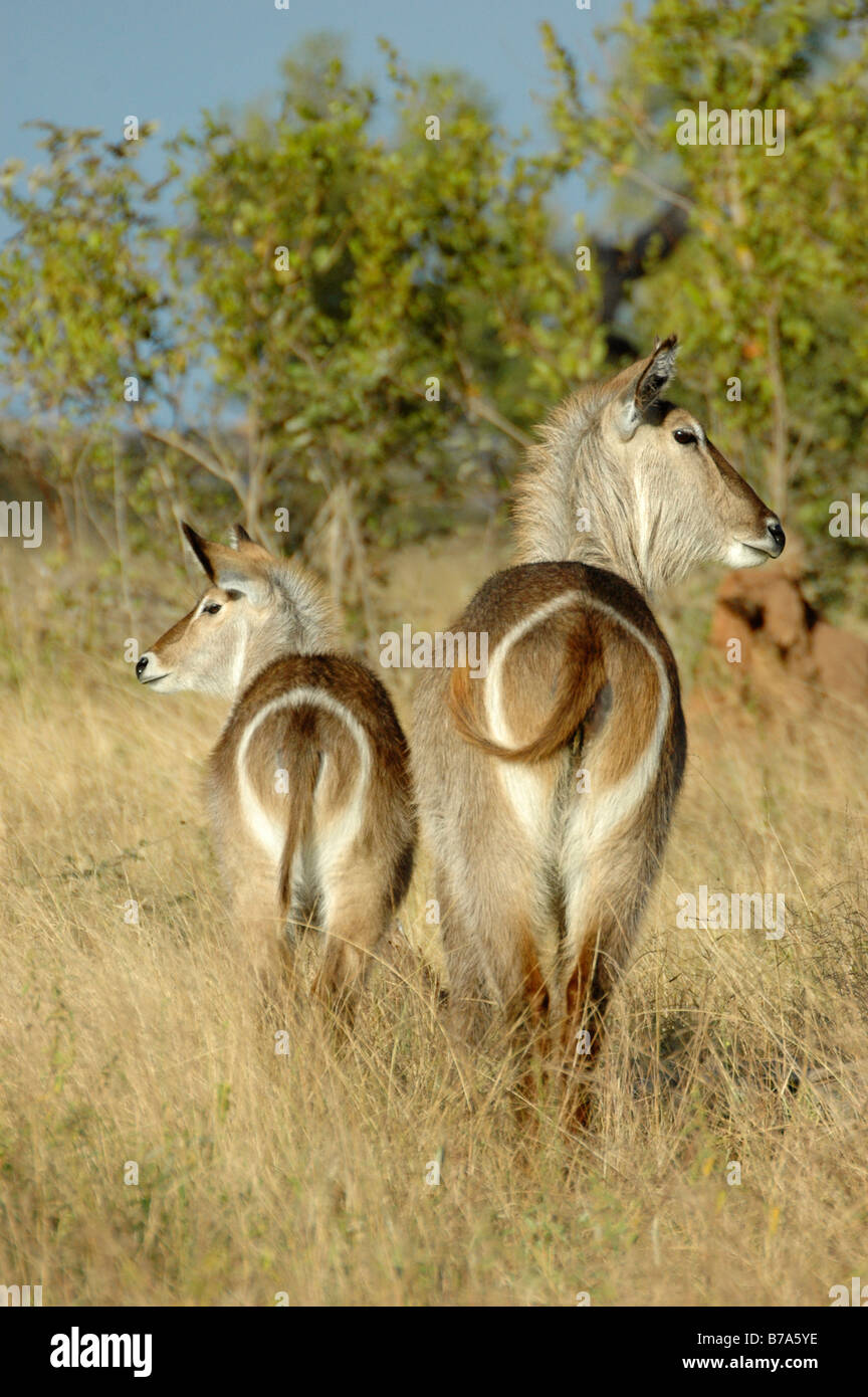 Rear view of waterbuck and foal Stock Photo - Alamy