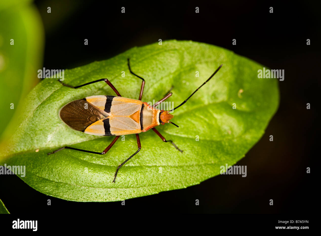 Cotton stainer hi-res stock photography and images - Alamy