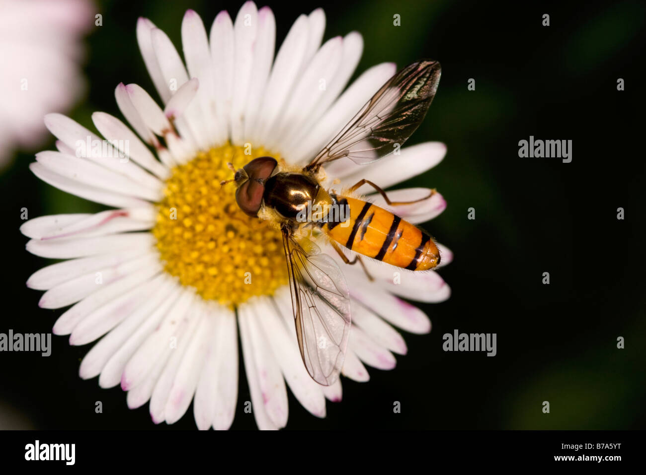Family syrphidae hi-res stock photography and images - Alamy