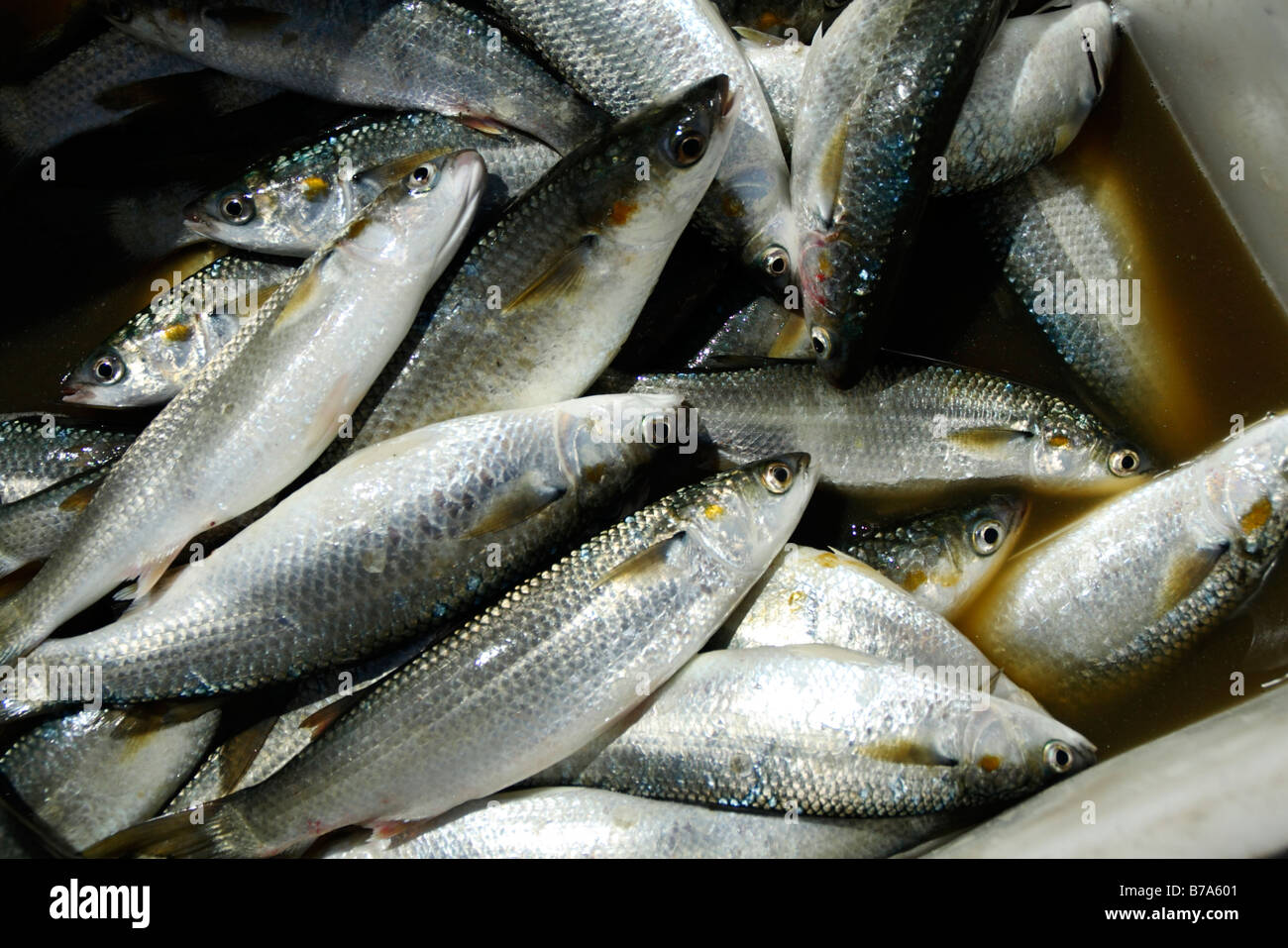 Catch of the day. Container of fish Stock Photo - Alamy