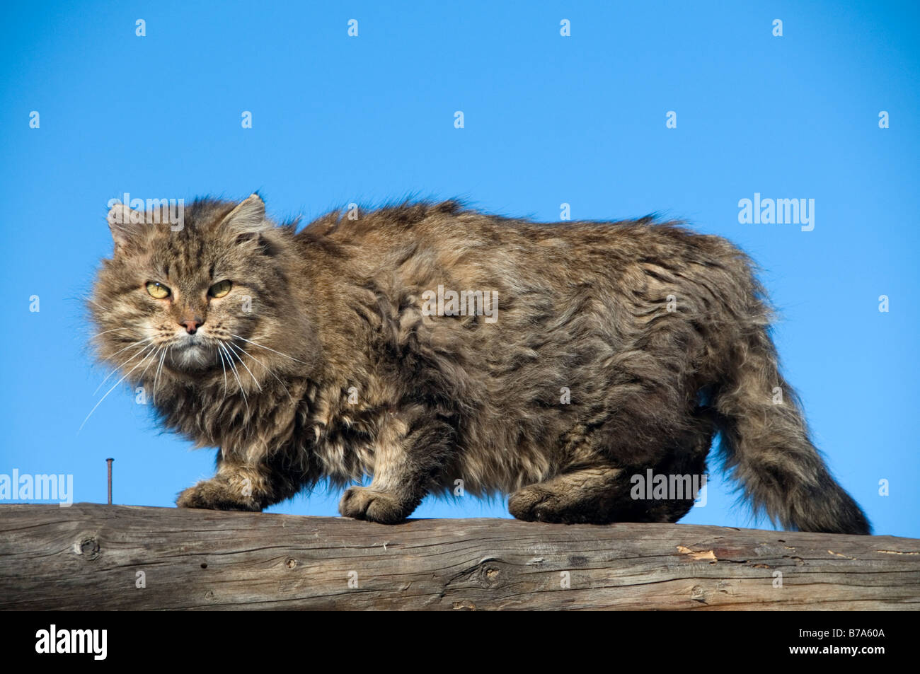 Scruffy cat on a pole with a nail Stock Photo - Alamy