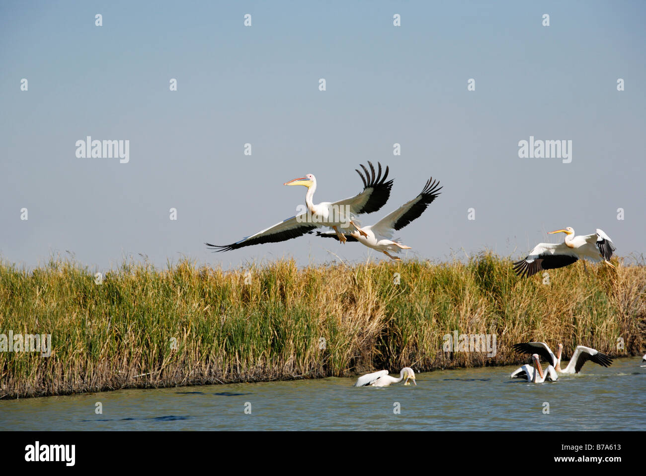 Great white pelican flock taking off from the Nata River Stock Photo ...